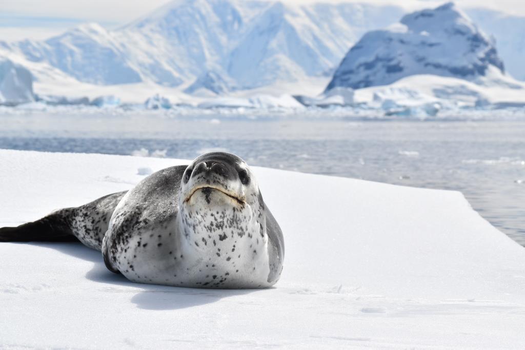 Leopard Seals (Hydrurga) - Marine Life Identification