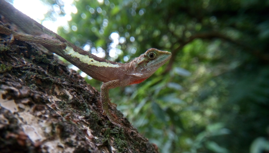 Diploderma polygonatum xanthostomum in July 2020 by erickkao · iNaturalist