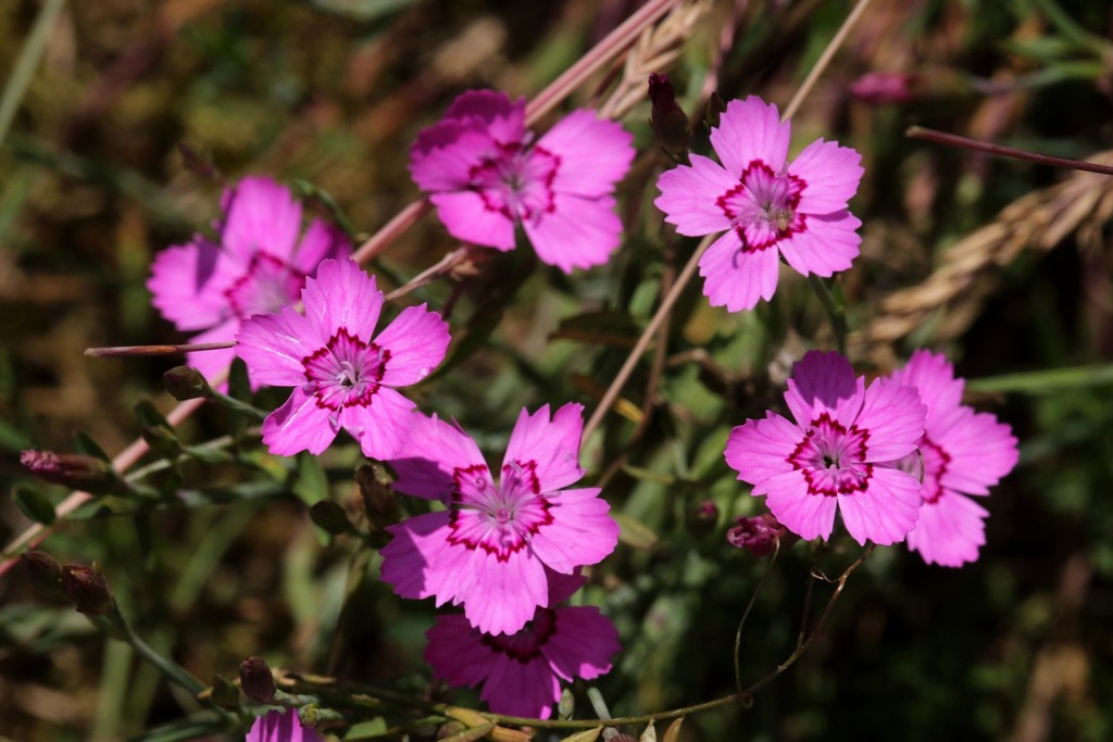 Cheddar Pink (Dianthus gratianopolitanus) - Botanical Realm