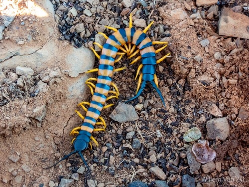 Scolopendrid Centipedes (Terrestrial Arthropods of Saudi Arabia ...