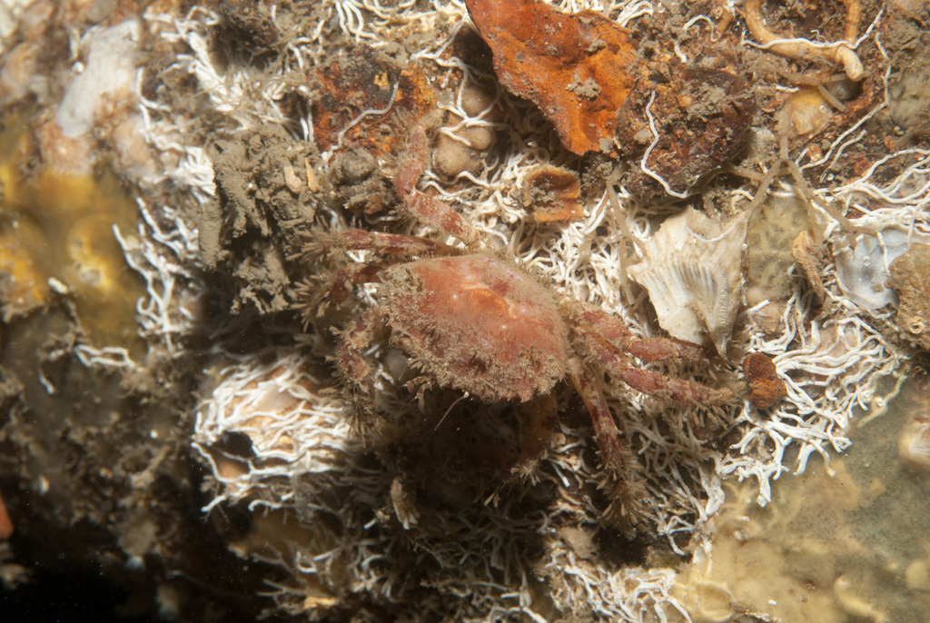 Pilumnus hirtellus (Tenerife Crustaceans) · iNaturalist