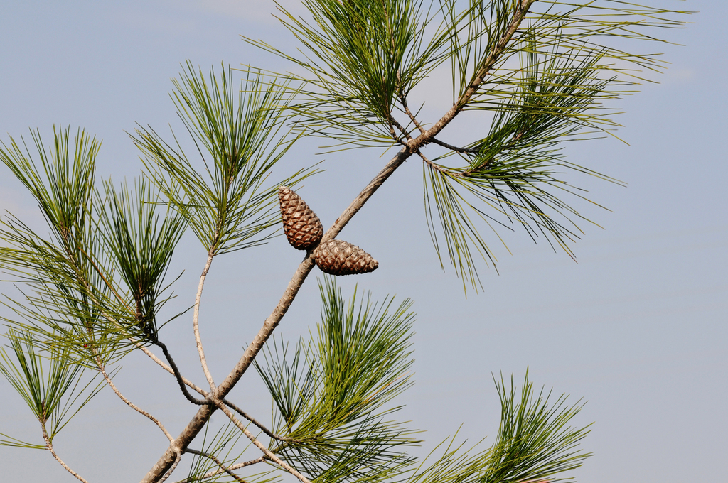 Turkish pine (Pinus brutia) - Botanical Realm