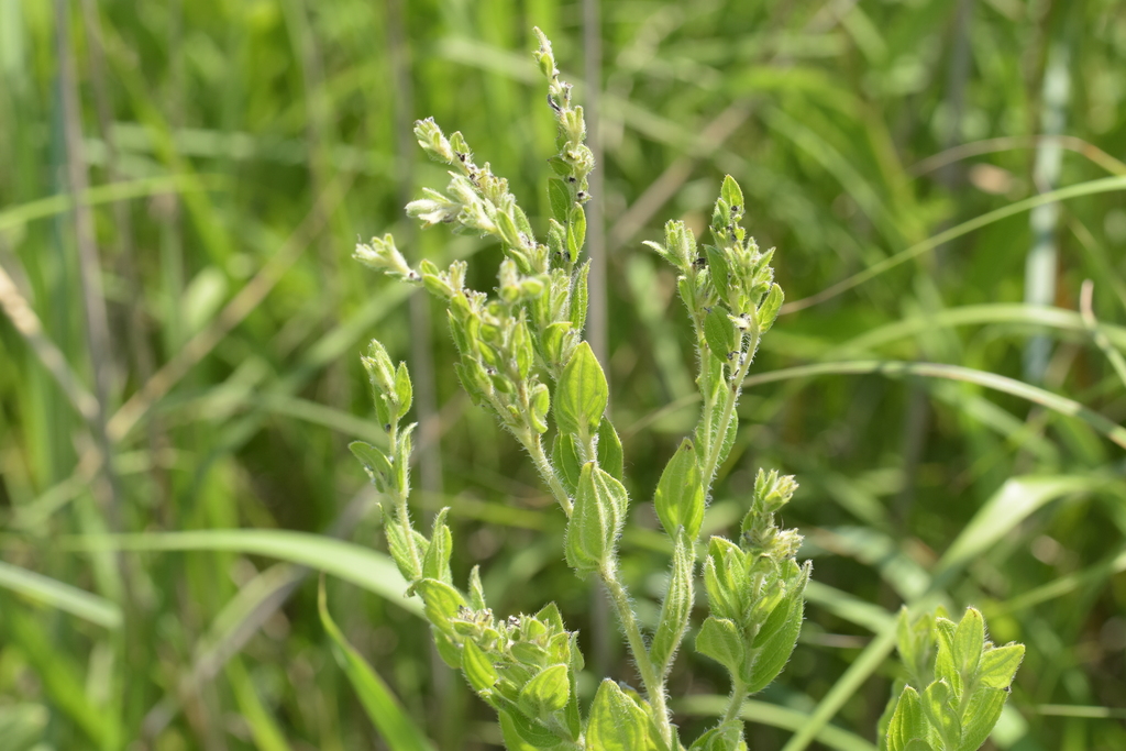 false gromwell in July 2020 by Mark Kluge. Onosmodium molle in FOTCR ...