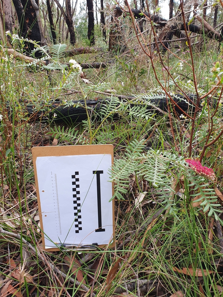 Caley's Grevillea in July 2020 by Sam · iNaturalist
