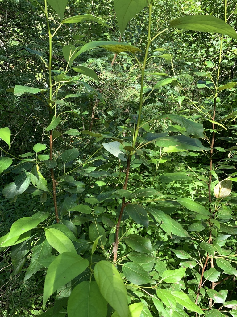 balsam poplar from Adirondack Park, Lake Placid, NY, US on July 15 ...