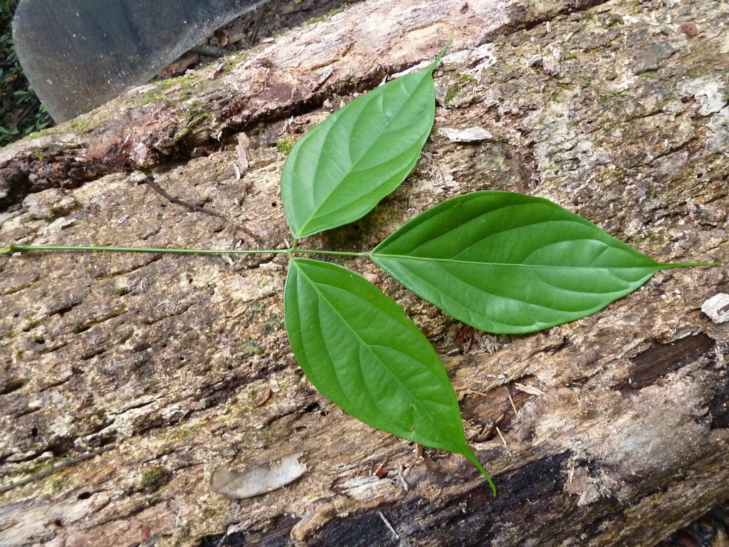 Connarus africanus from Wedjah District, Liberia on November 17, 2010 ...