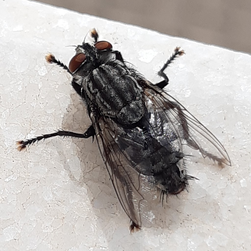 Common Flesh Flies from Eskişehir on July 15, 2020 at 04:34 PM by ...