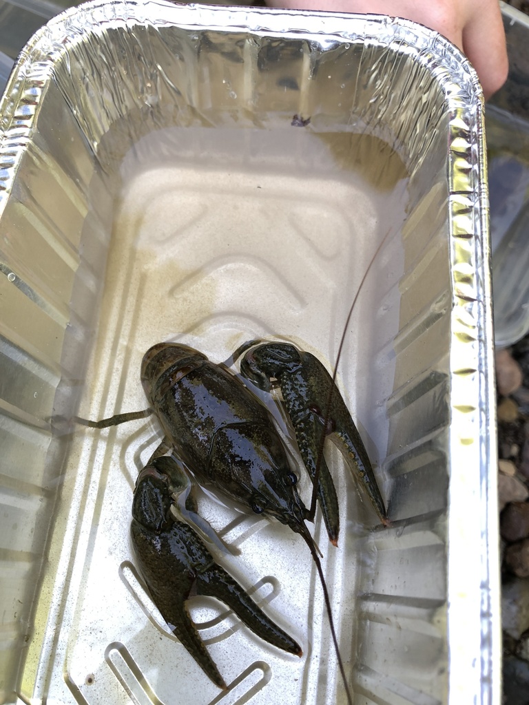 Northern Clearwater Crayfish in July 2020 by bakercazan · iNaturalist