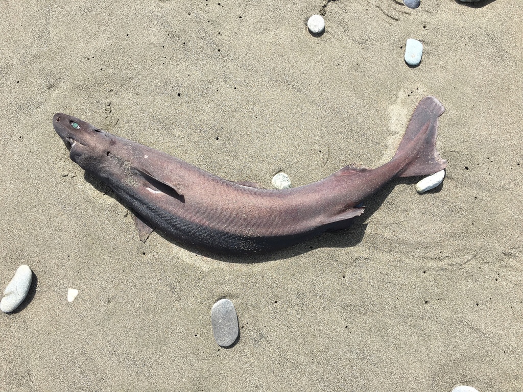 Velvet Dogfish from 95531, Crescent City, CA, US on June 14, 2017 at 11 ...