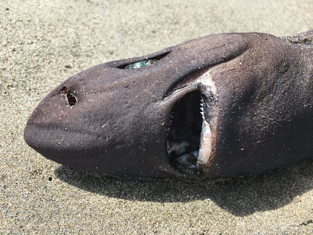 Sleeper Sharks (Somniosidae) - Marine Life Identification