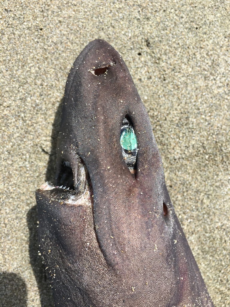 Sleeper Sharks (Somniosidae) - Marine Life Identification