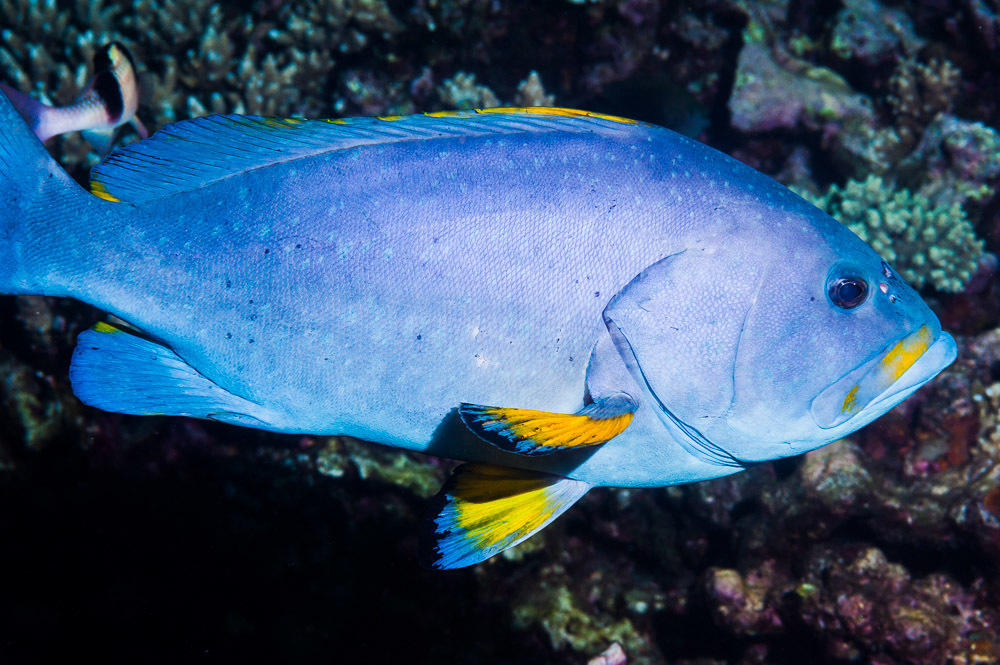 Blue-and-yellow Grouper (Epinephelus flavocaeruleus) - Marine Life ...