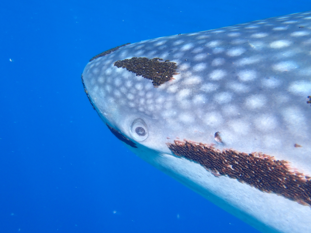 Pandarus rhincodonicus from Tubbataha Reef, Cagayancillo, Philippines ...