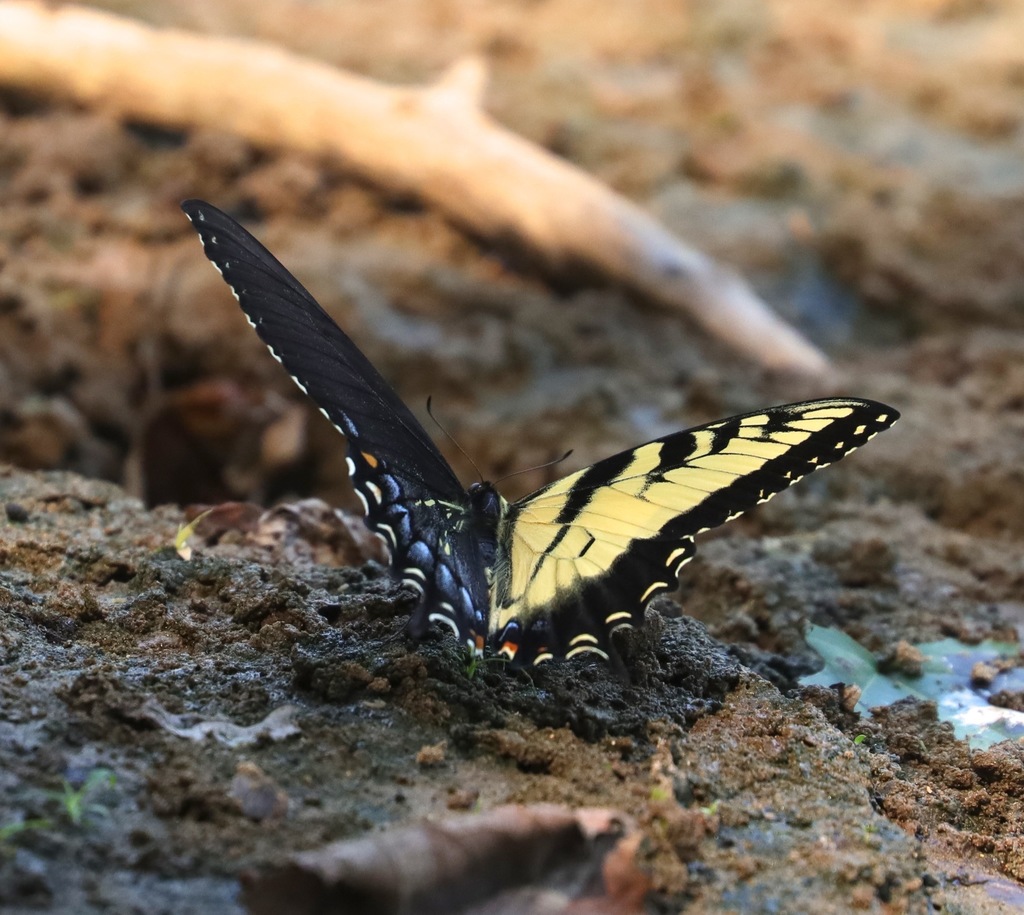 Eastern Tiger Swallowtail from Montgomery County, MD, USA on July 14 ...