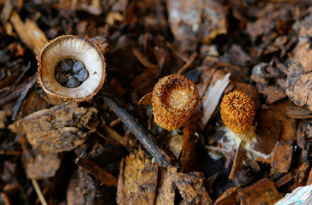 Cyathus from Moregloed, Pretoria, 0186, South Africa on February 12 ...