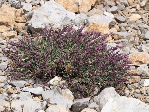 Subspecies Noaea mucronata humilis · iNaturalist