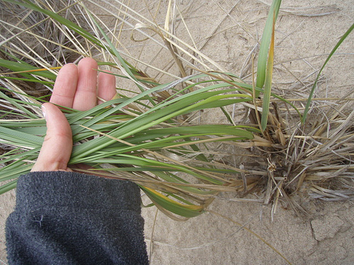 prairie sandreed (Plants of Chatfield State Park) · iNaturalist