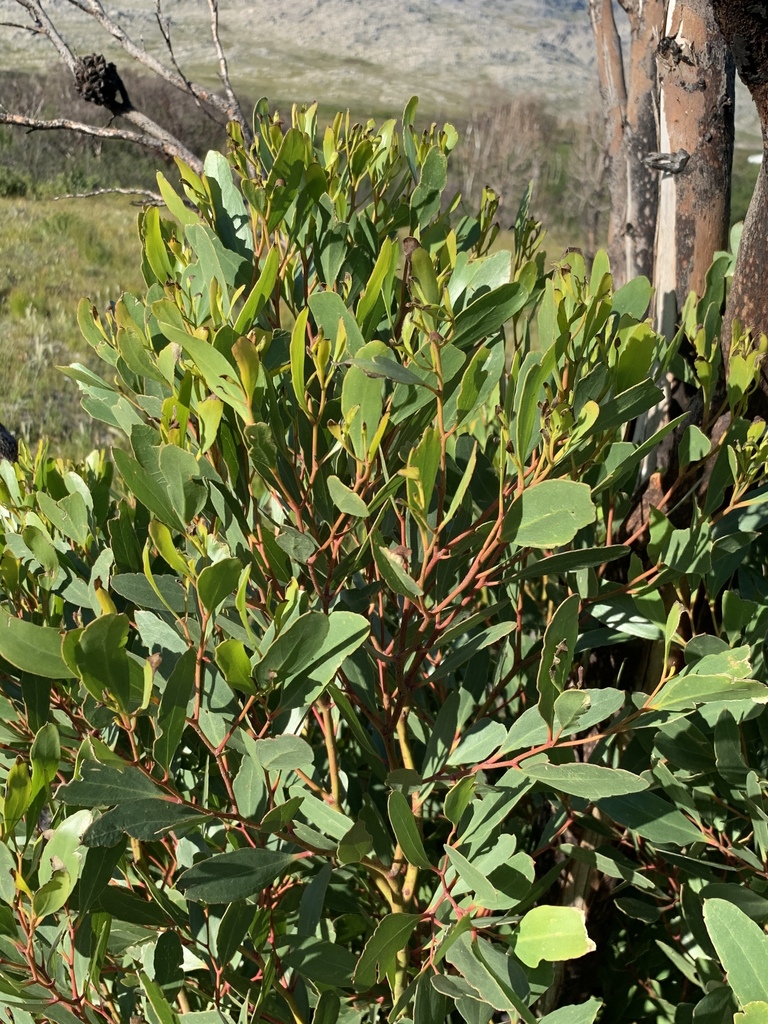 spider gum (Eucalyptus conferruminata) - Botanical Realm