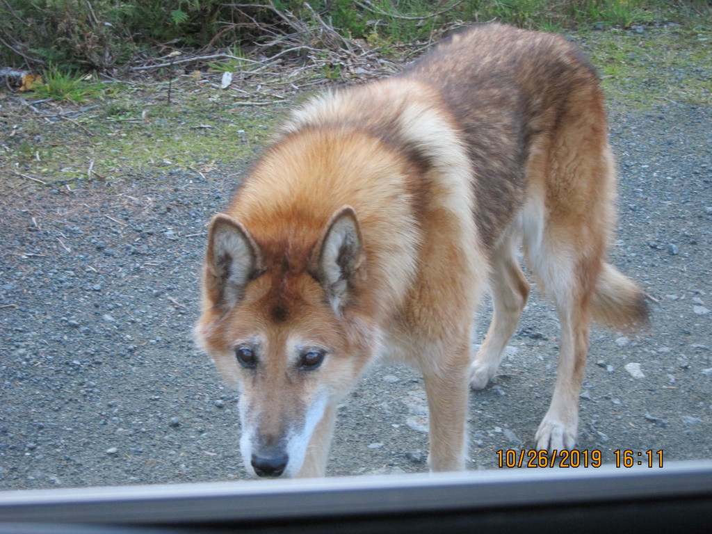 Wolves and Dogs from Cowichan Valley, BC, Canada on October 26, 2019 at ...