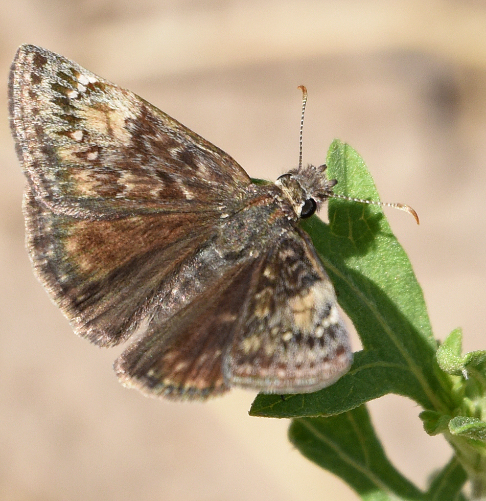 Afranius Duskywing (Dinosaur National Monument Butterfly Guide 🦋 ...