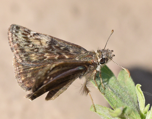 Afranius Duskywing (Dinosaur National Monument Butterfly Guide 🦋 ...