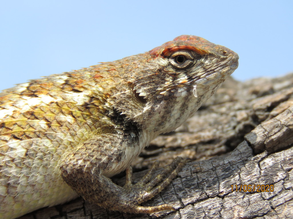 White-bellied Rough Lizard from Atenquique, Jal., México on June 11 ...