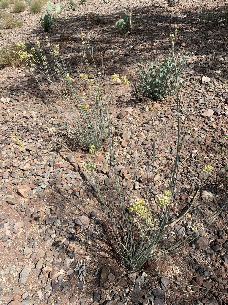 rush milkweed from N Desert Peak Pkwy, Phoenix, AZ, US on July 15, 2020 ...