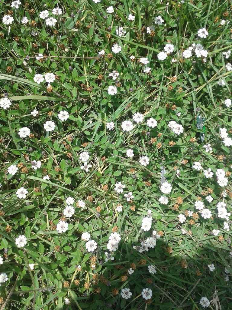 turkey tangle frogfruit (Nash Prairie Plants List) · iNaturalist