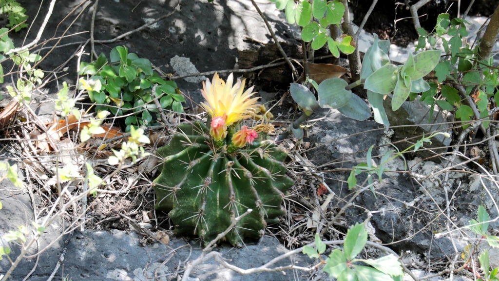 Hamatocactus hamatacanthus sinuatus from Bustamante, Nuevo León, Mexico ...