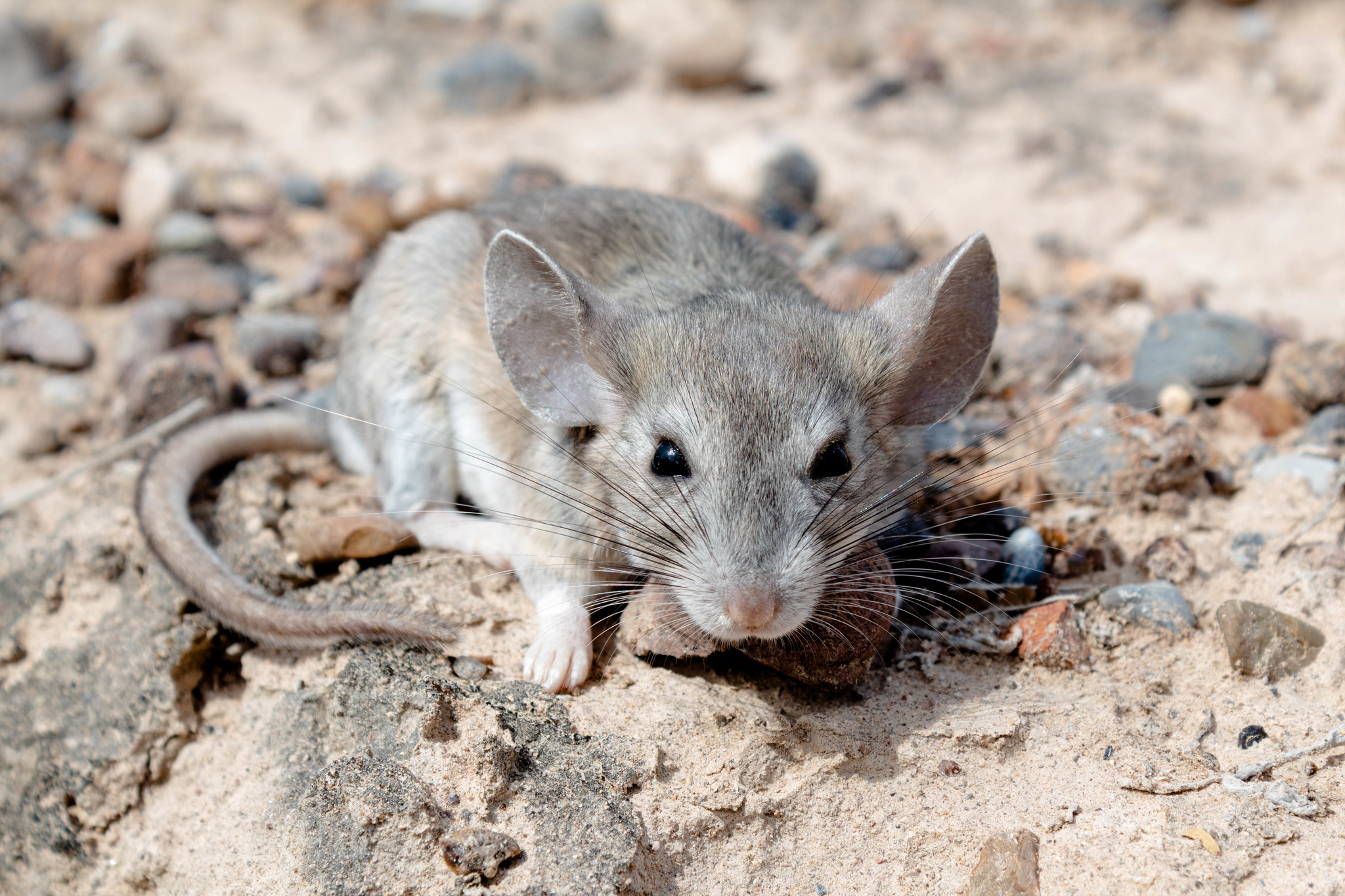 Neotoma leucodon Merriam, 1894