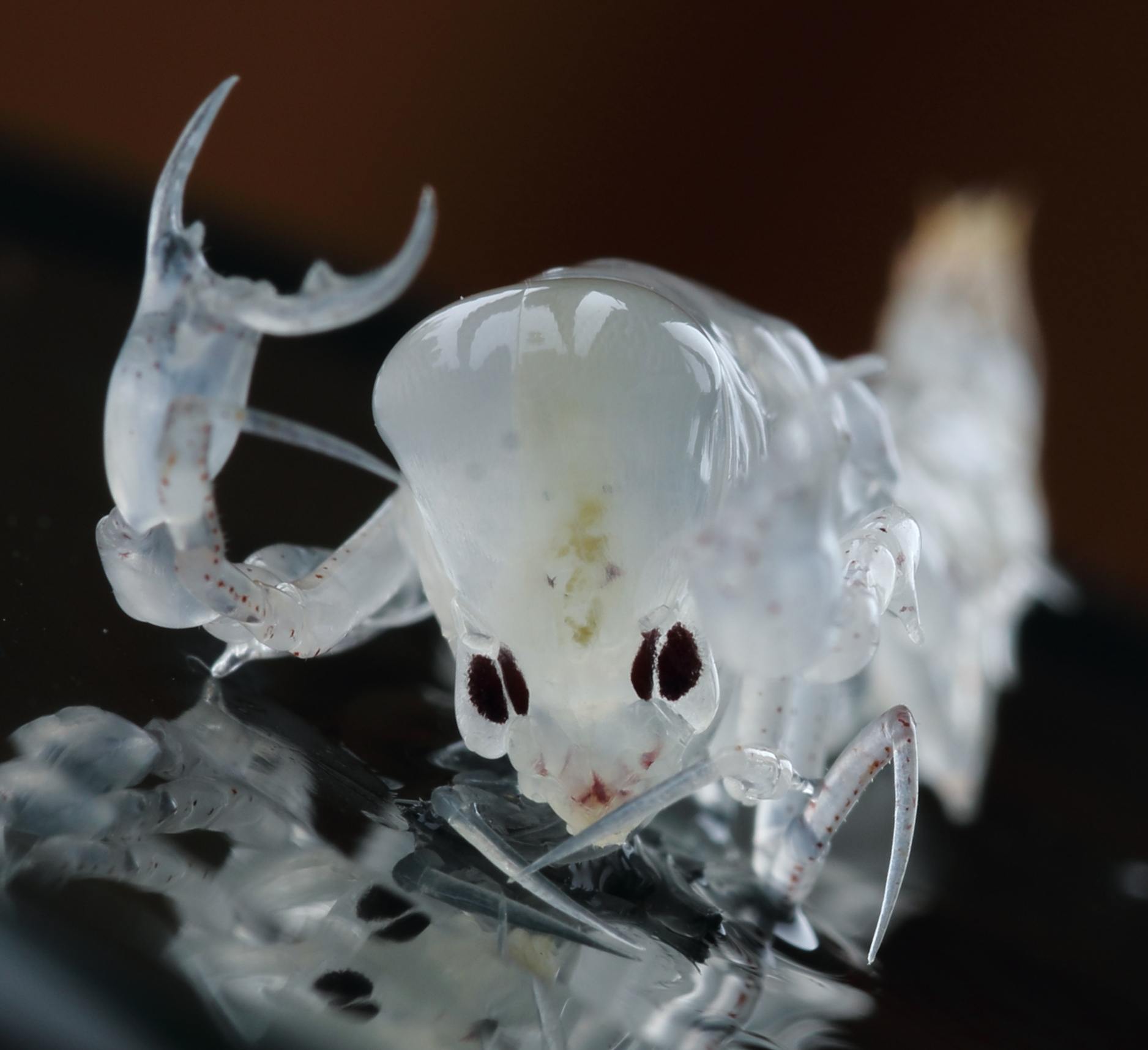 Phronima sedentaria (Forskål, 1775)