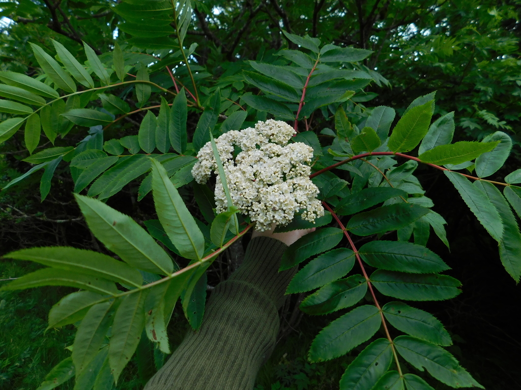 American mountain ash from Mitchell County, NC, USA on July 11, 2020 at ...