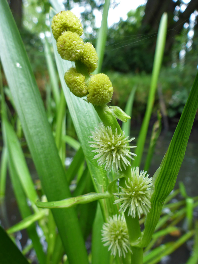 unbranched bur-reed from Hampshire, UK on July 14, 2020 at 08:32 PM by ...