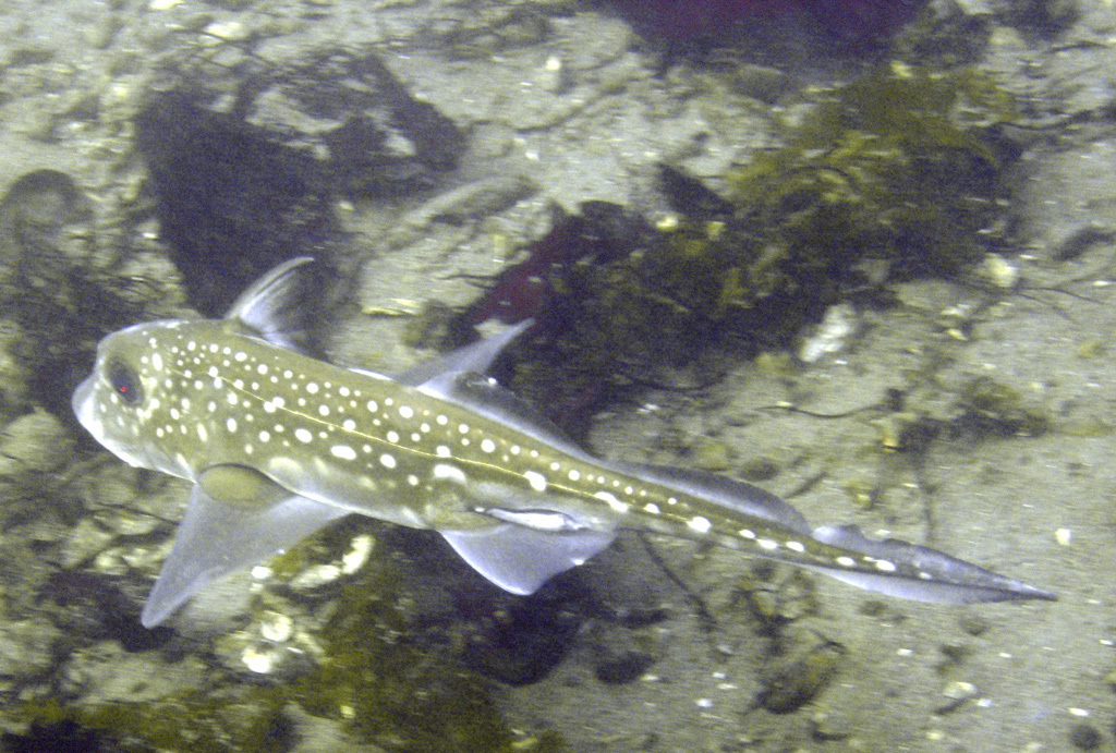 Woc Spotted Ratfish