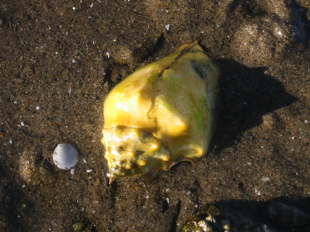 Eastern Pacific fighting conch from Ensenada, Baja California, Mexico ...