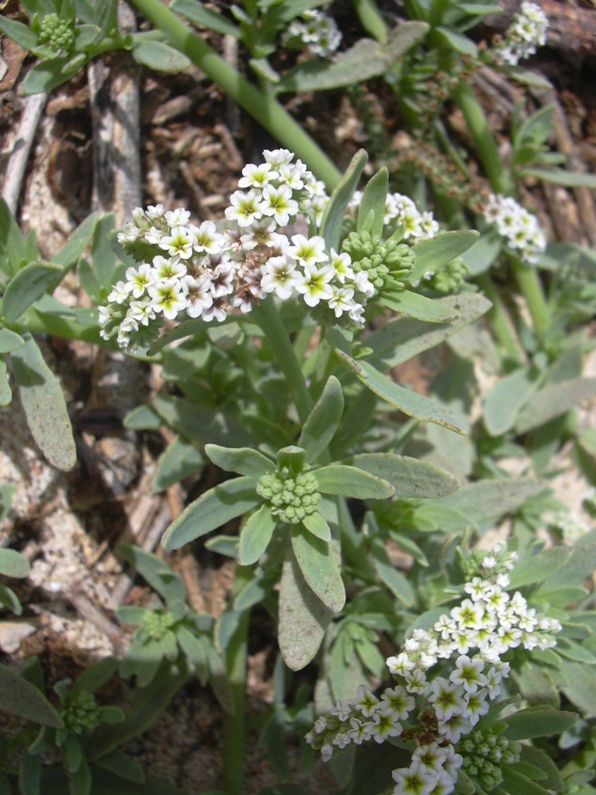 Heliotropium Curassavicum