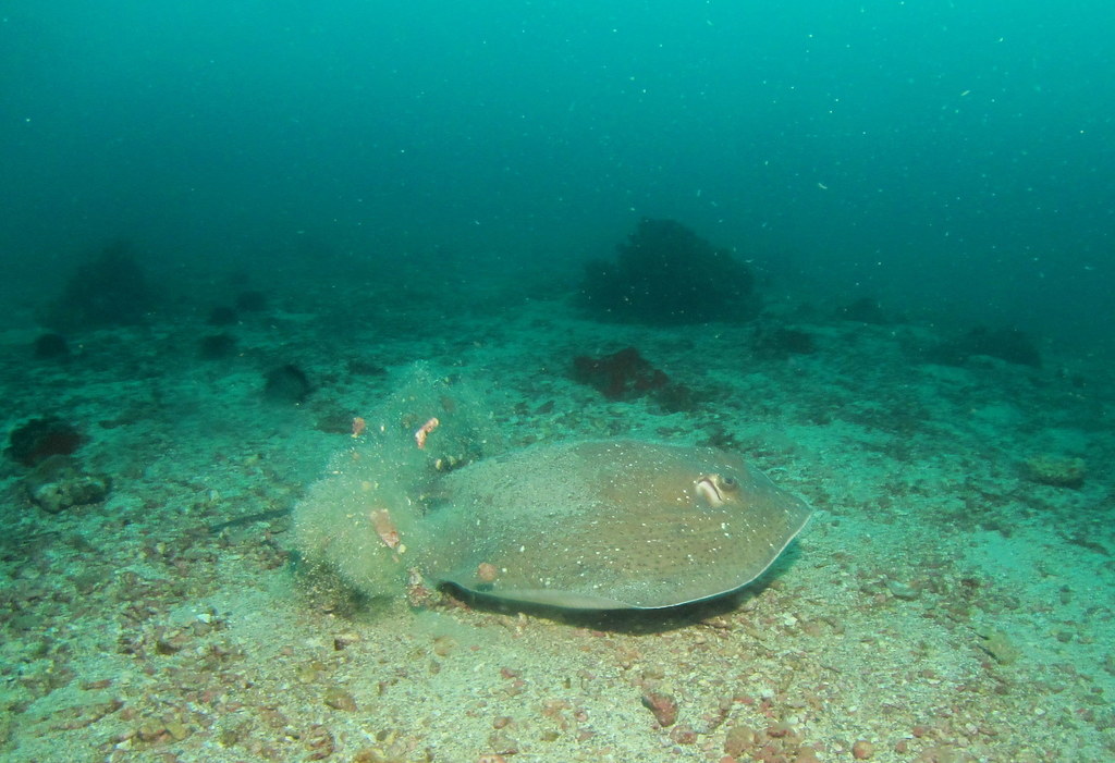 Porcupine Ray (Urogymnus asperrimus) - Marine Life Identification