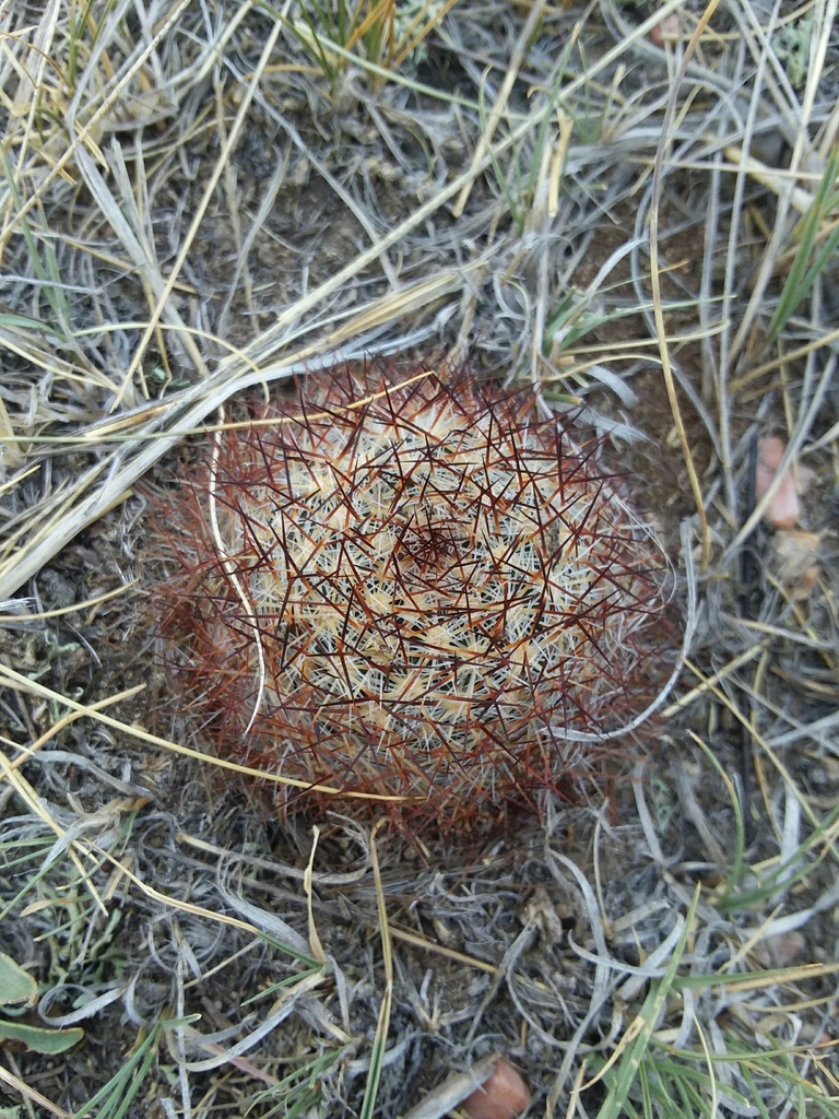 Mountain Ball Cactus from Cheyenne, WY 82009, USA on July 15, 2020 at ...