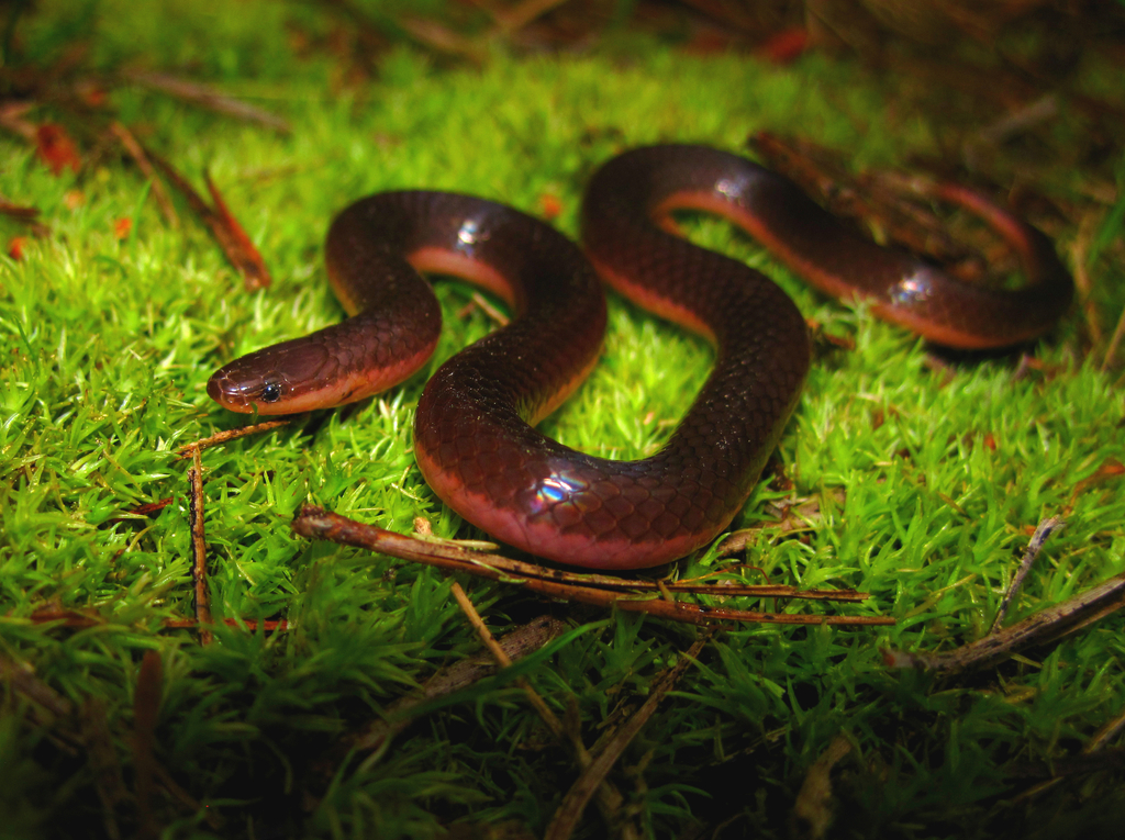 Eastern Worm Snake (Carphophis amoenus) - Snakes and Lizards