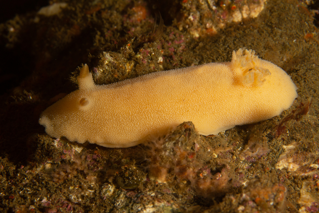 Diaulula hispida (Becasses Check List) · iNaturalist