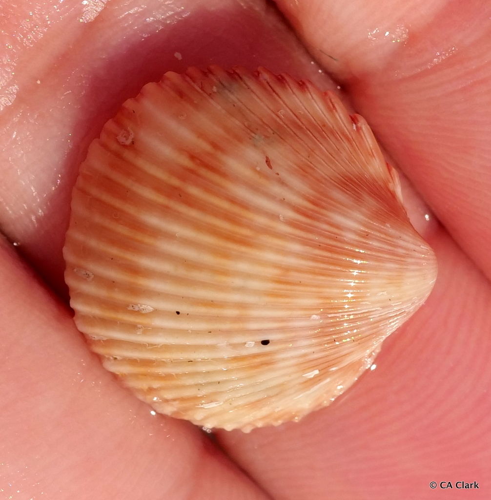 Yellow Prickly Cockle from Saint John, US Virgin Islands, USA on ...