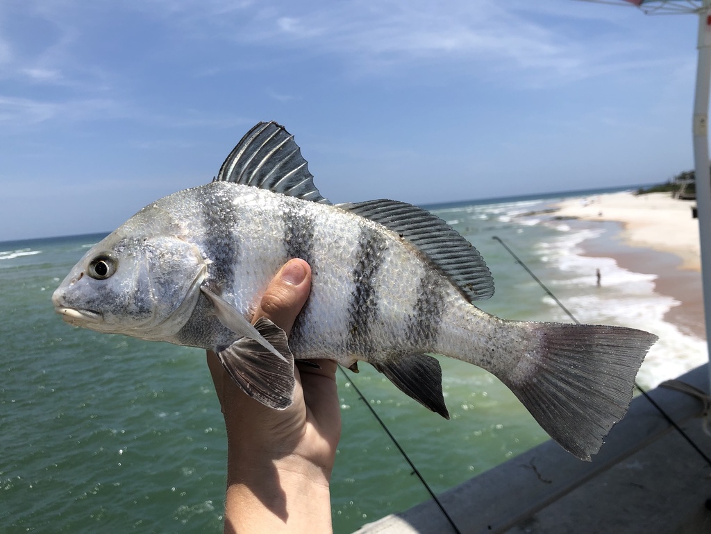 Black Drum (Pogonias cromis) - Marine Life Identification