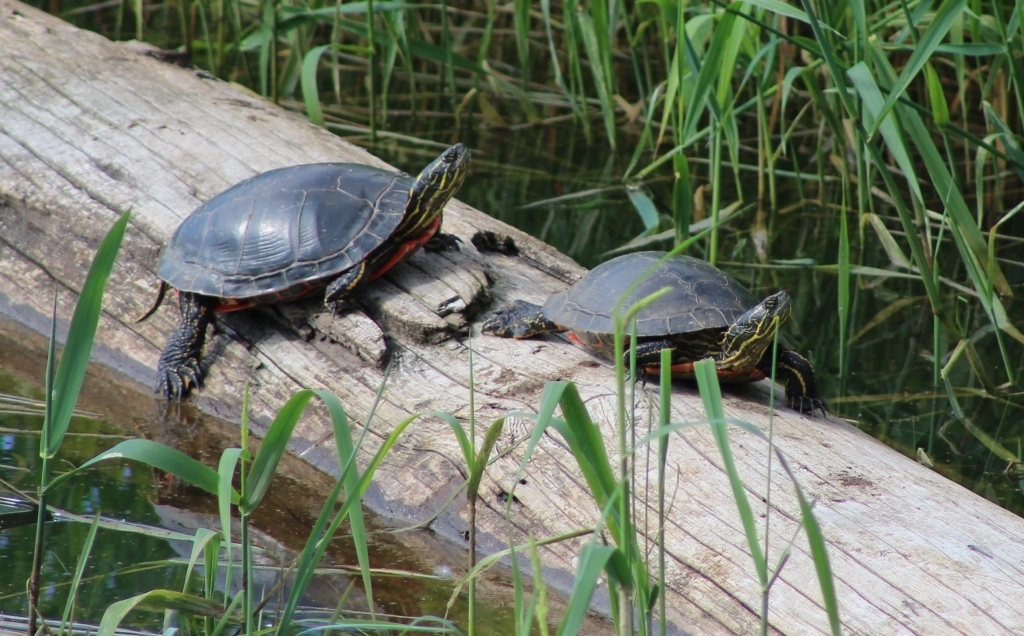 Western Painted Turtle from Kootenai NWR, Boundary County, ID, USA on ...