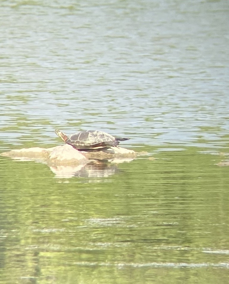 Midland Painted Turtle from Hope Side Rd, Ottawa, ON, CA on July 15 ...