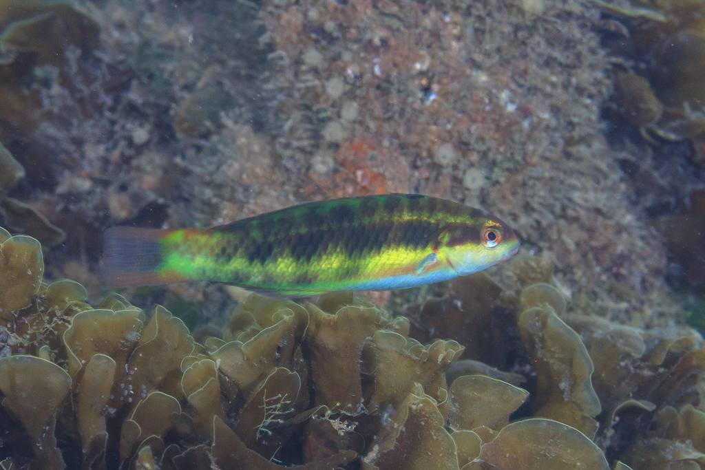 Blackbarred Wrasse (Fishes of the Suva Fiji Fish Patch) · iNaturalist