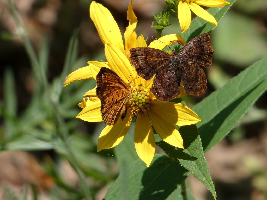 Northern Metalmark in July 2020 by rborchelt · iNaturalist