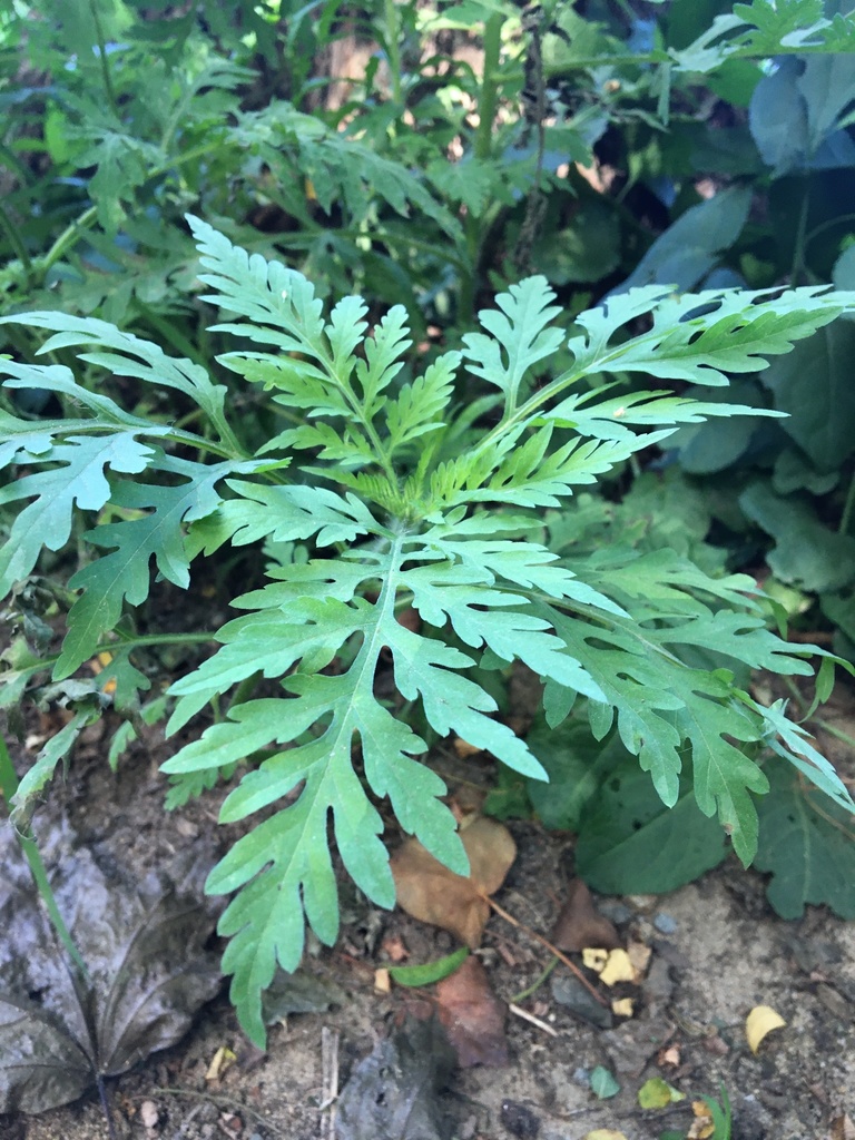 common ragweed from Main St, Brewster, MA, US on July 15, 2020 at 04:48 ...