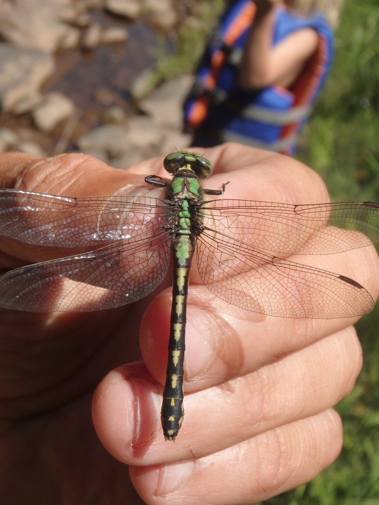 Riffle Snaketail from Ontonagon County, MI, USA on July 12, 2020 at 12: ...