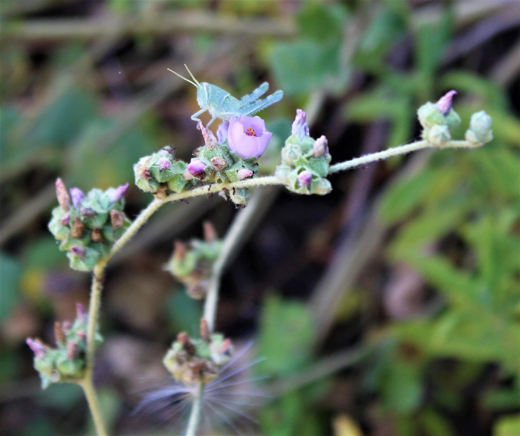 Bird Grasshoppers from Clairemont Mesa West, San Diego, CA, USA on July ...