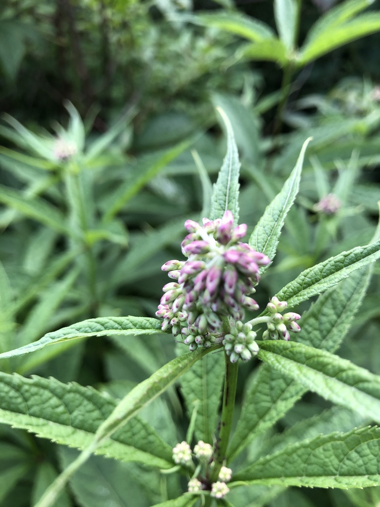 Hollow Joe-Pye Weed from Pisgah National Forest, Canton, NC, US on July ...